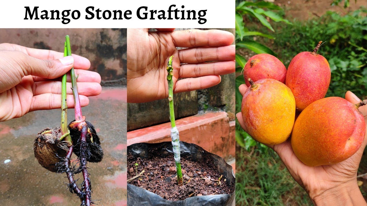 Mango stone grafting / best technique for mango grafting #stonegrafting ...