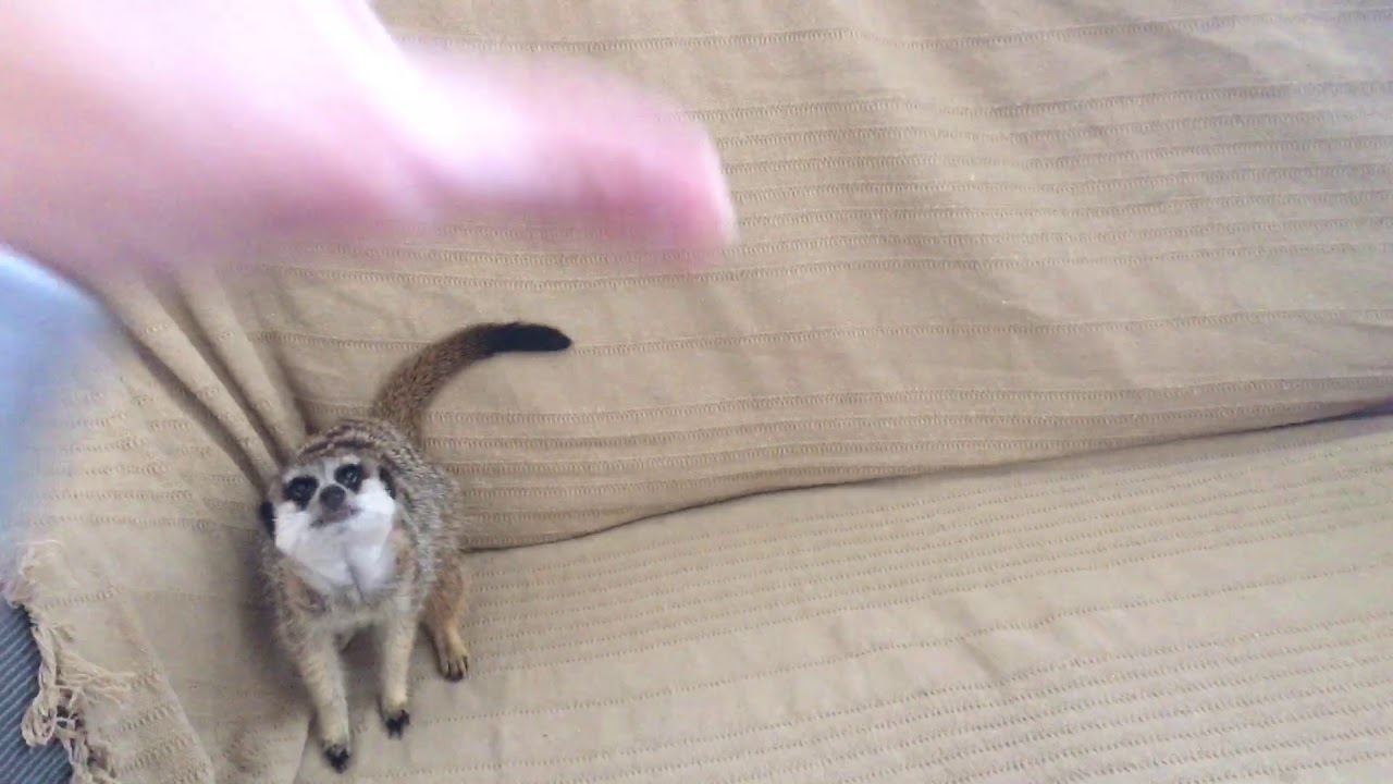 Suricata suri , jugando y saltando! ANIMALSWILDHEART #timonsuri - YouTube