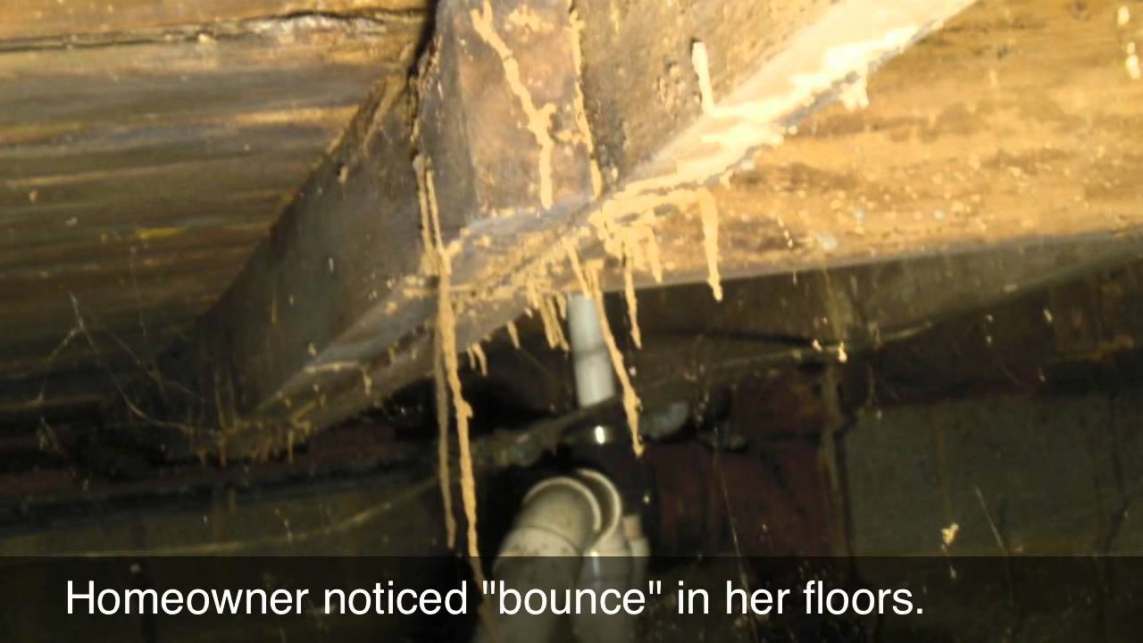 Extreme Termite Infestation - YouTube