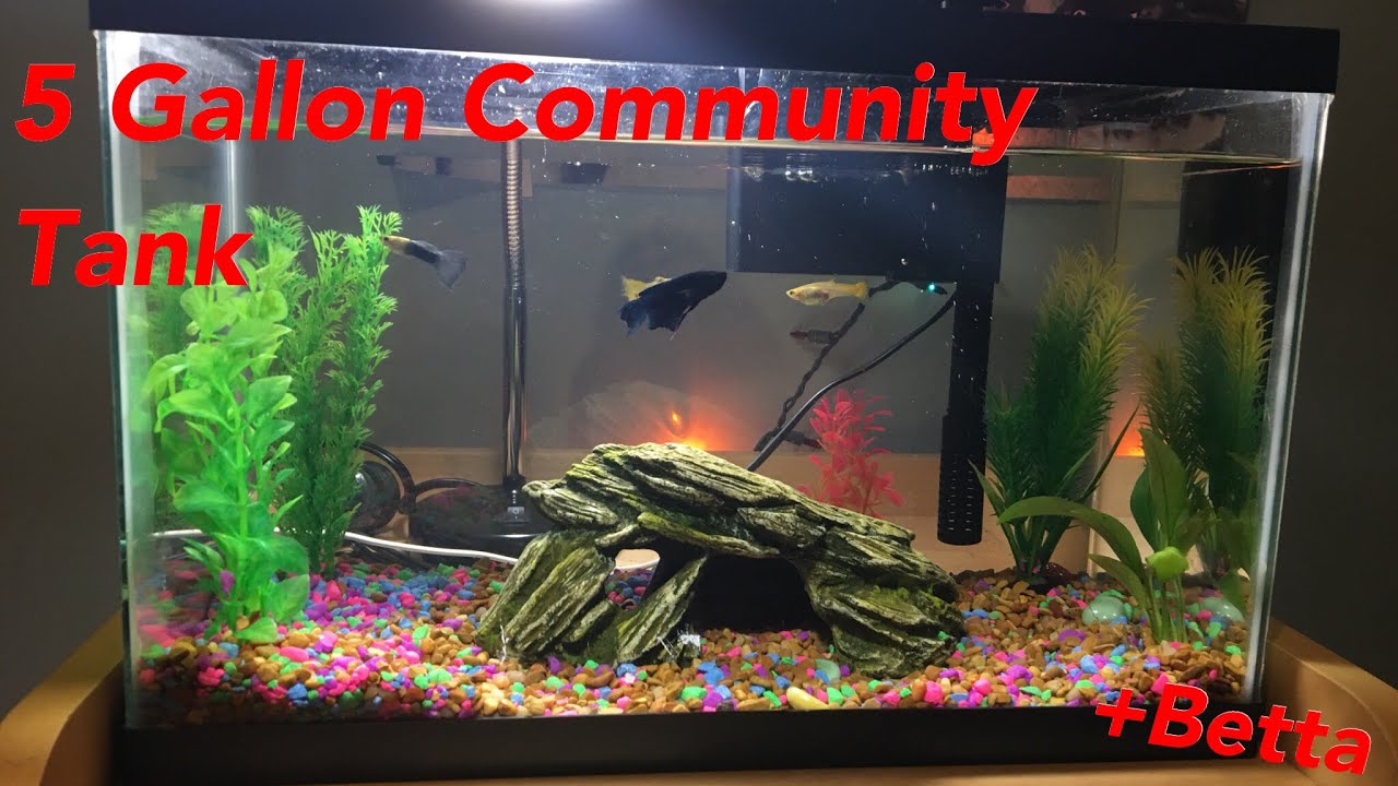 INSANE 5 GALLON COMMUNITY TANK!!! - YouTube