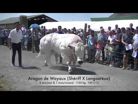 Top powerful and strong cow in world - YouTube