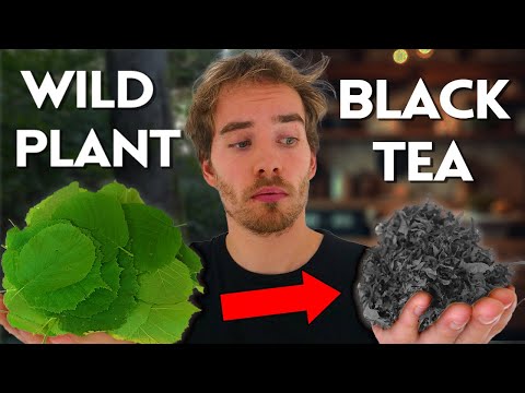 Making Black Tea (without a tea plant)