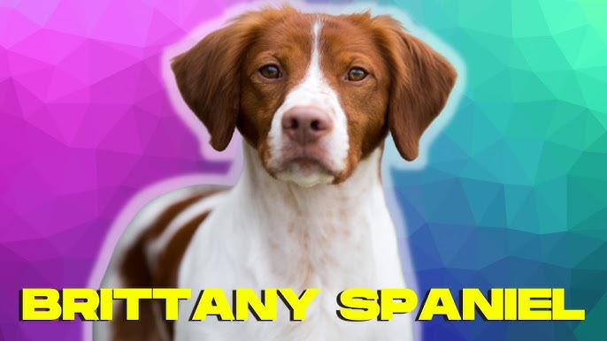 Brittany Spaniel Poodle Mix