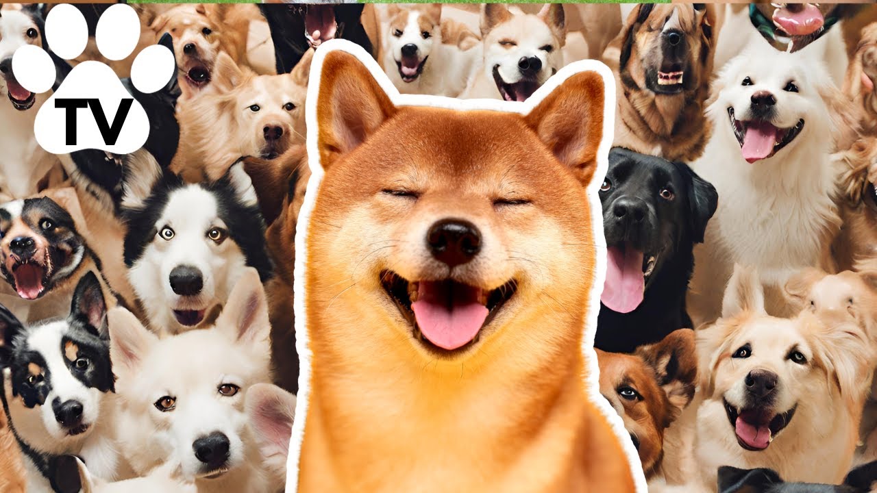 TV For Dogs - 1 Hour of Dog Videos With Calming Music (Dog Therapy ...