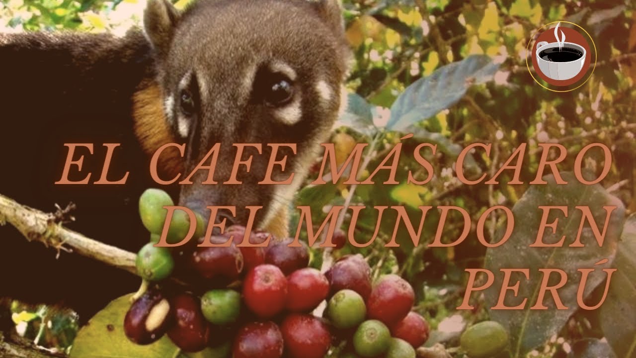 BLOQUE DEL SABER EN ,SABIAS QUE....? CAFE MISHA - CHANCHAMAYO -PERU ...