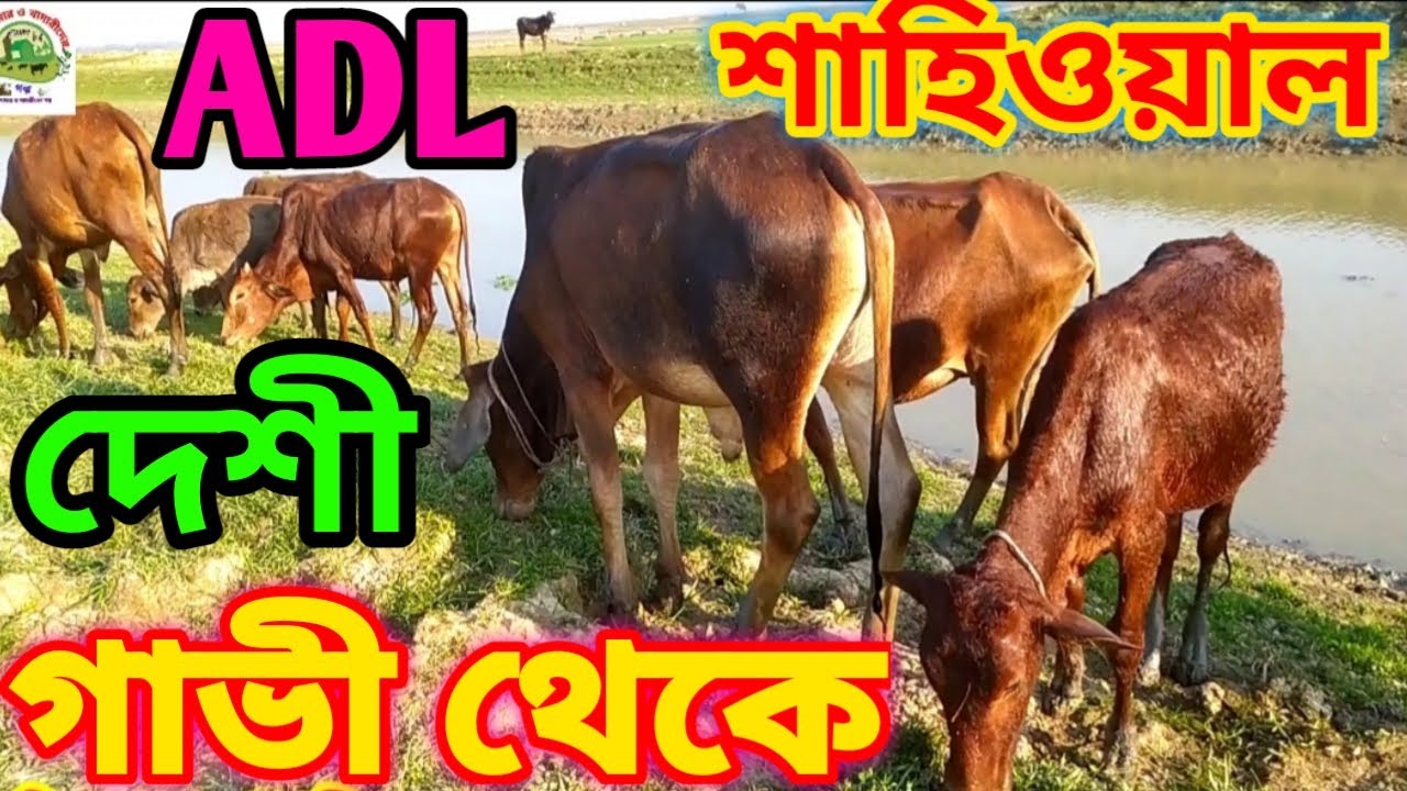 ADL 👉আমেরিকান ডেইরির💥শাহিওয়াল বাচ্চা🐂👉বাচ্চার যত্ন দেশী গাভী থেকে🐂AdL ...