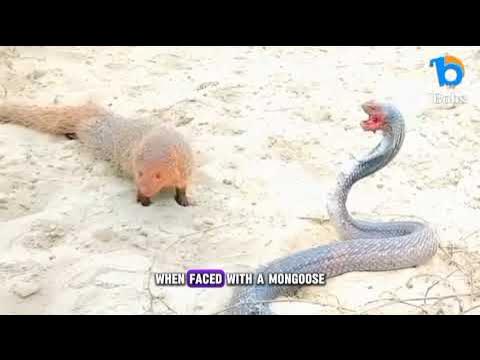 mongoose vs king cobra #youtubeviral (@HuntingHiking480) - YouTube