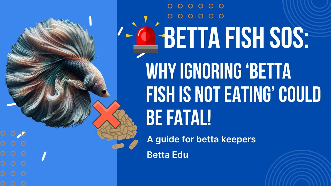MY BETTA FISH IS NOT EATING! - YouTube