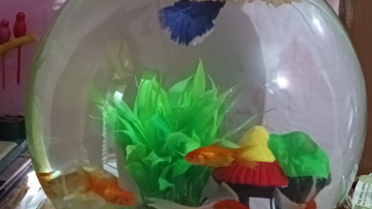 Set Up A Fish Bowl😍 #rotnopiya #aquarium #fish - YouTube