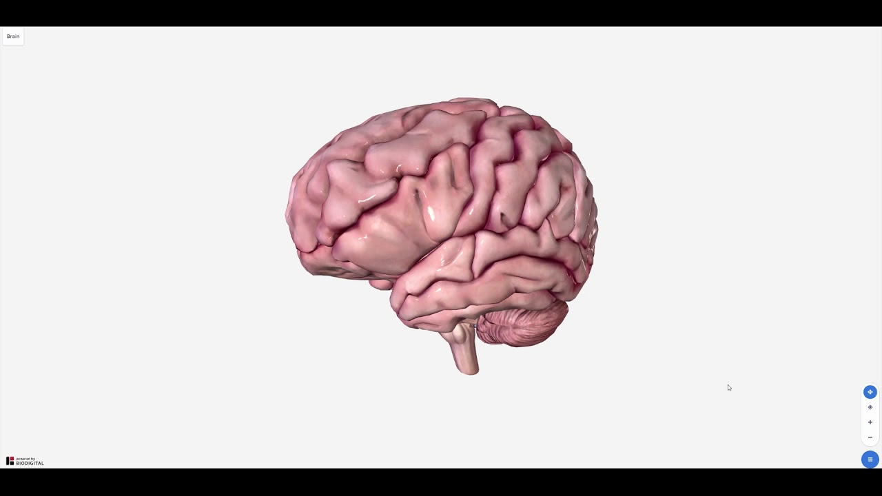 Introduction to Biodigital Human - YouTube
