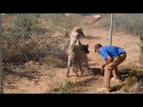 Hyenas Laughing in HD!