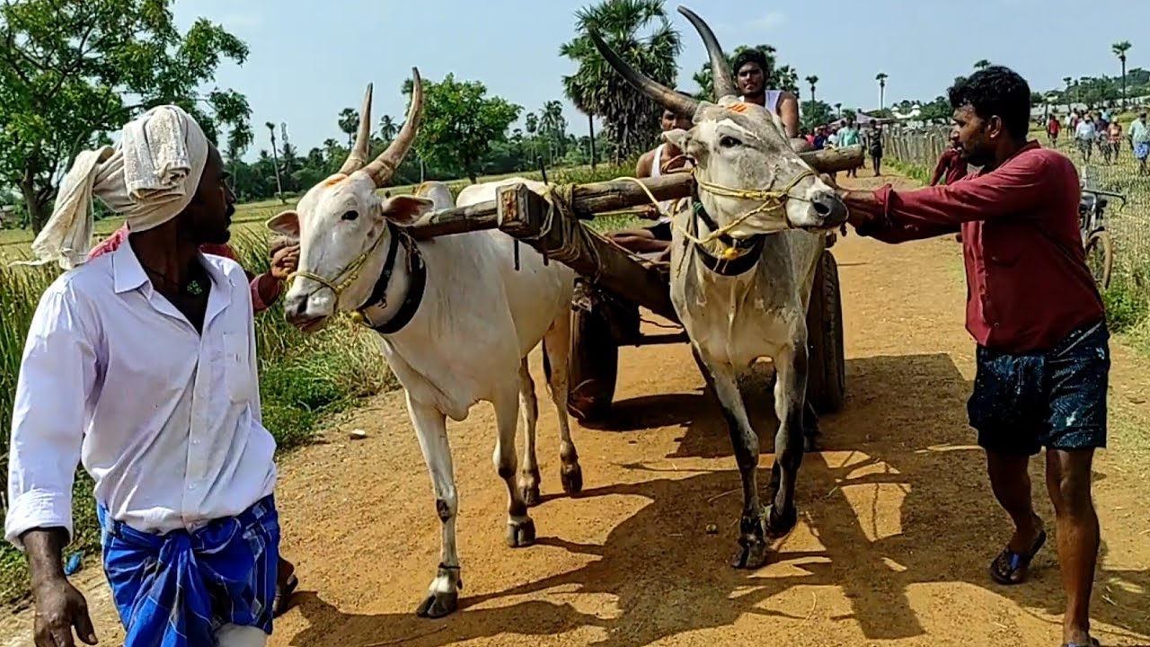 konda palli siva alluru bulls at alluru peta junior bullrace time6.16. ...
