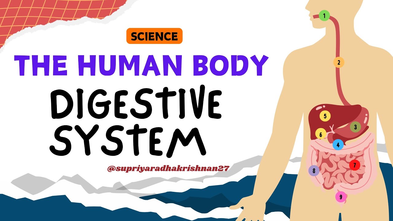 Human Digestive System - How does it Work? Complete Explanation - YouTube