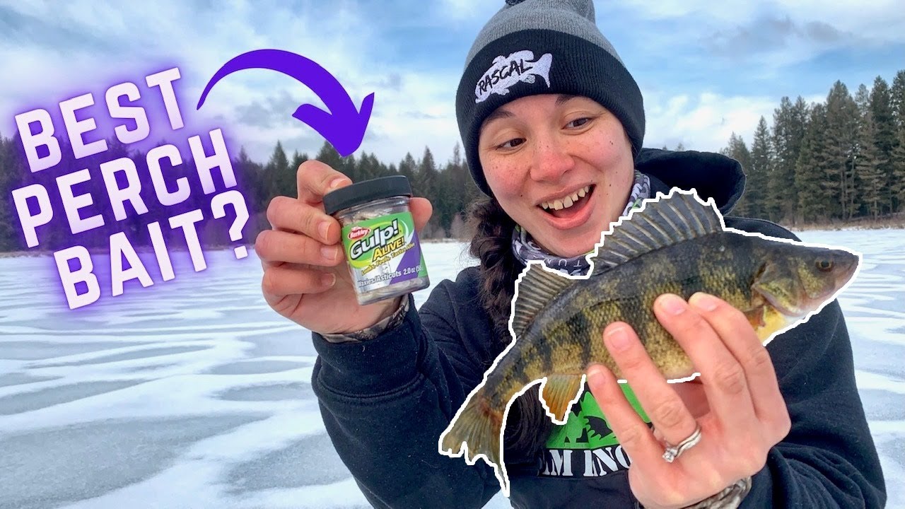 Best Ice Fishing Bait for BIG Perch - YouTube