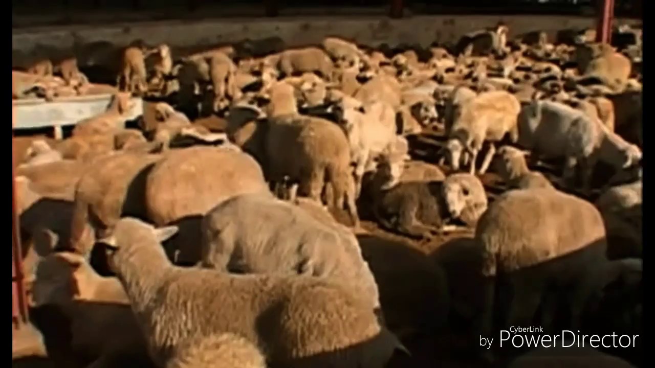 Anipop: Sheep Pop Commercial - YouTube