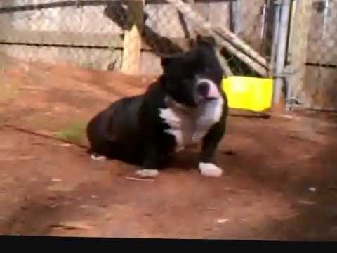 The AMAZING 10 INCH TEA CUP BULLY ALB's AMAZING GR - YouTube