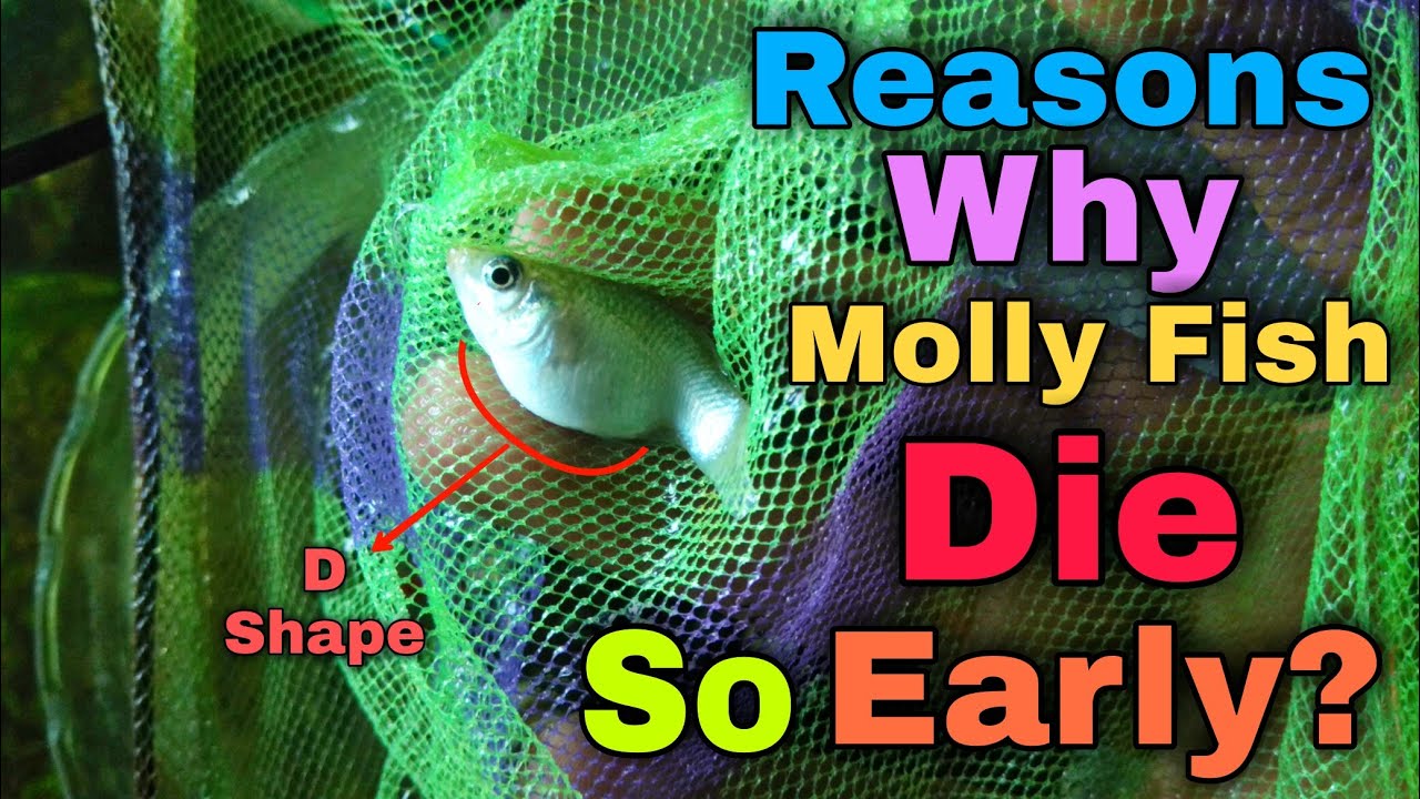 WHY MY MOLLY FISH DIES SO EARLY? HOW TO TAKECARE PREGNANT MOLLY FISH ...