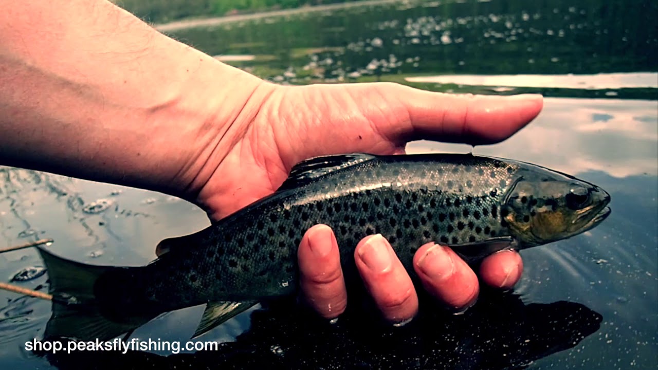 Fly Fishing For Wild Brown Trout In The Upper Derwent Valley - YouTube
