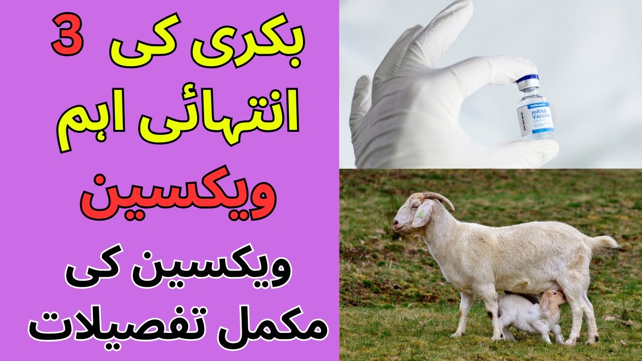 Goat's vaccination schedule in detail | goats vaccine | goat vaccine ...