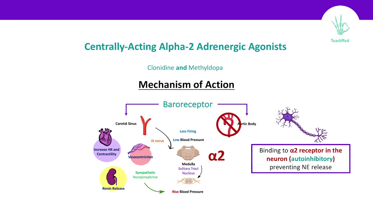 Sympatholytic Drugs For Hypertension Treatment - YouTube