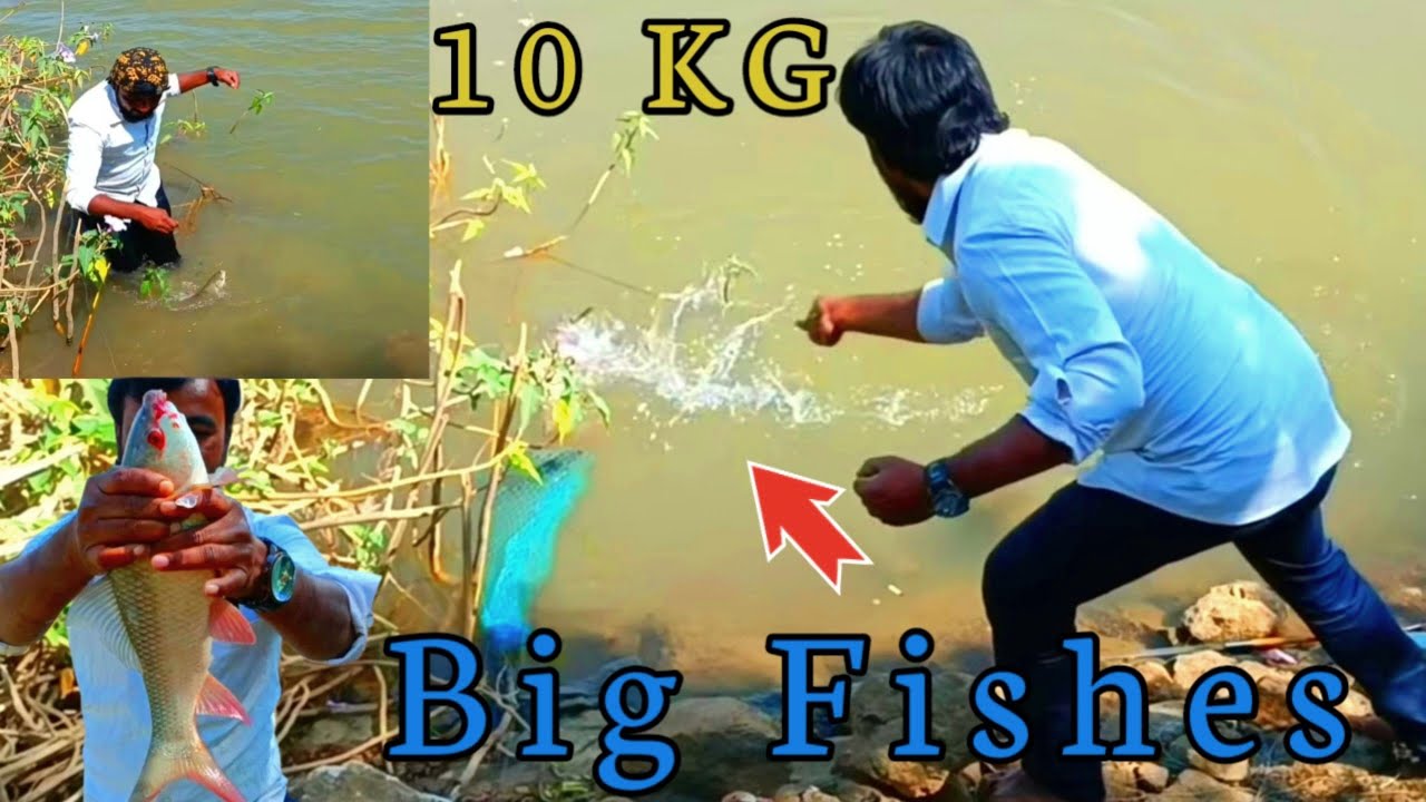 unbelievable Rohu Fishs Catching | Amazing Fishing Techniques ...