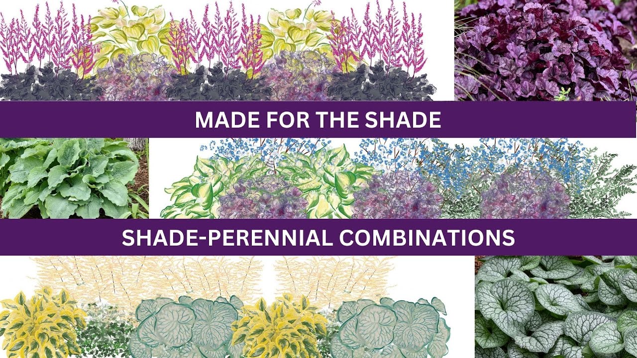 Perennial Shade Garden Design Ideas