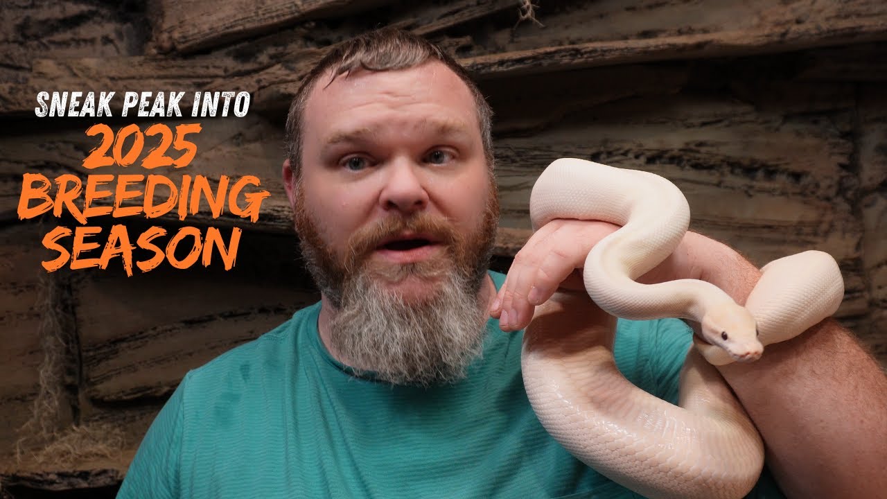 Sneak Peek into Our 2025 Ball Python Breeding Season Plans! 🐍 - YouTube