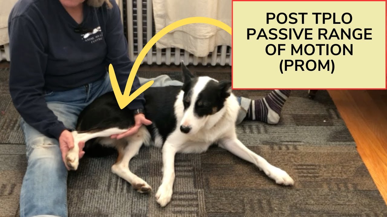 Post-Surgery Dog Care: Passive ROM Exercises for TPLO Healing - YouTube