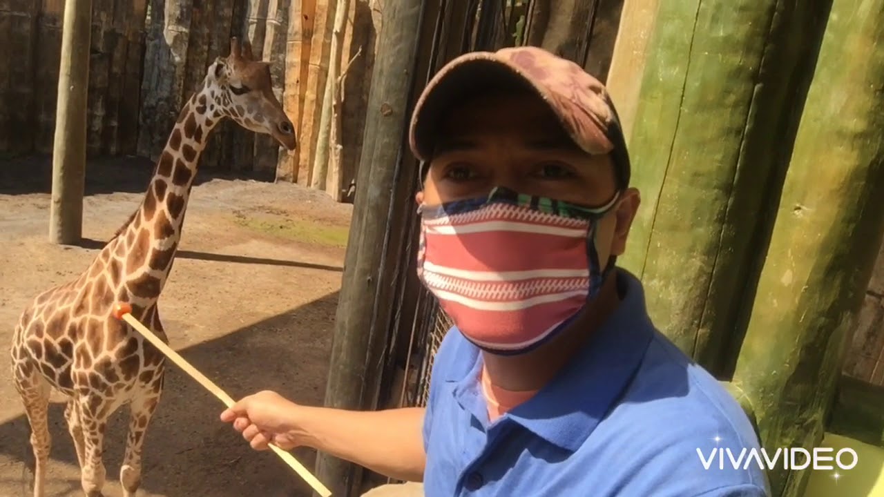 Avilon Zoo During Quarantine - Giraffe - YouTube