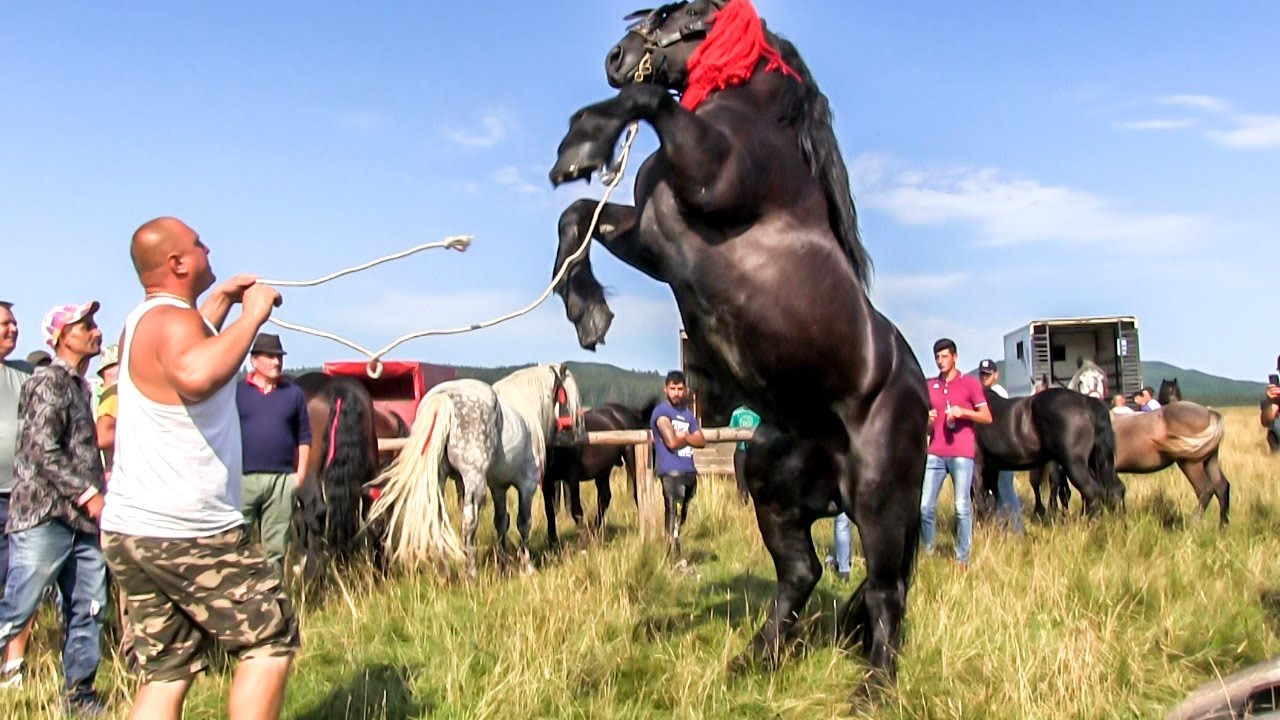 Cai grei 2021 II Look Animal - YouTube