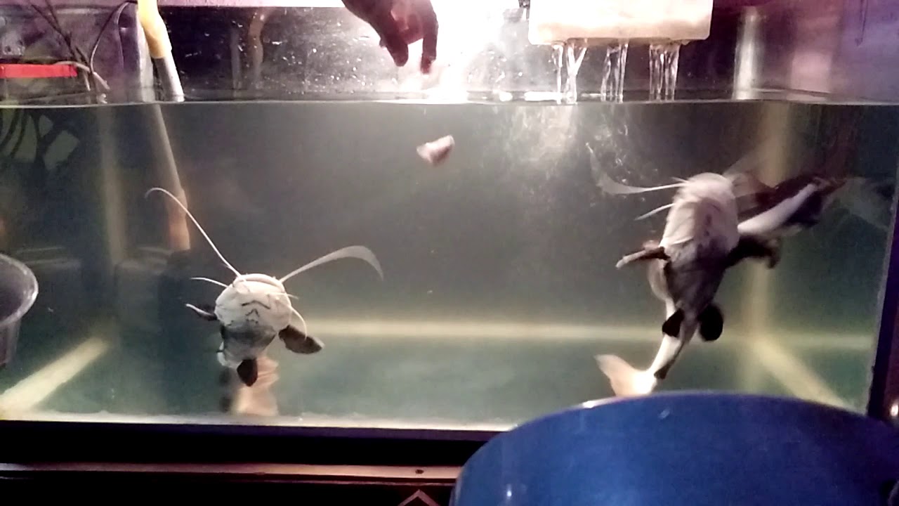 Feeding redtail catfish / ikan keli ekor merah Amazon - YouTube