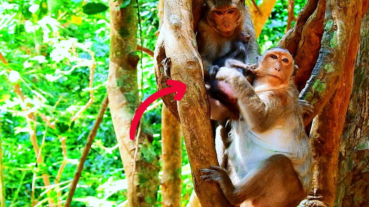 Young mom Jinx tries to take her baby Back from Bad monkey Kidnapped ...