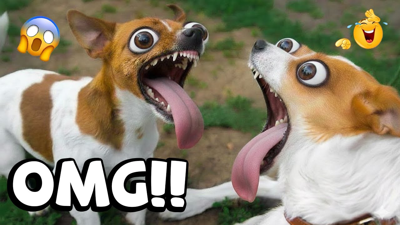 VIRAL FUNNY DOG COMPILATION 2025 – YOU WON’T STOP LAUGHING 🤣🐶 #22 - YouTube