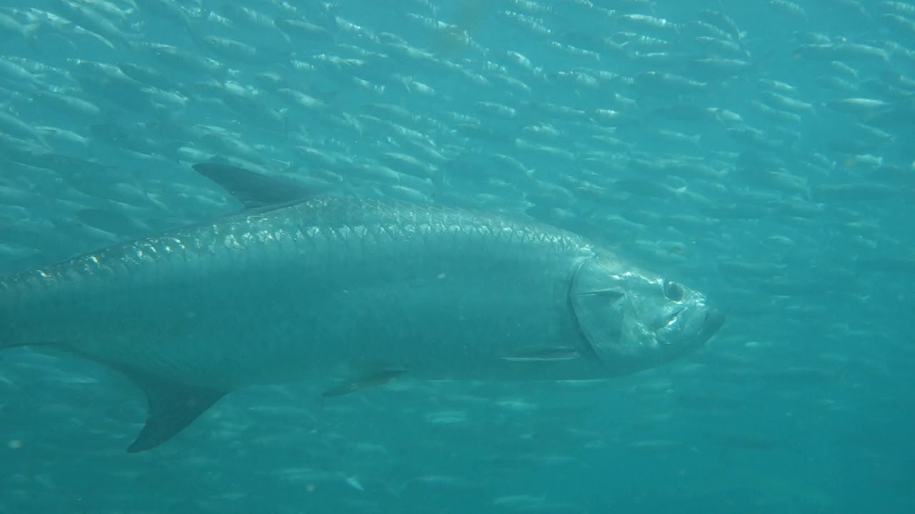 Mullet Run 2021 Underwater - YouTube