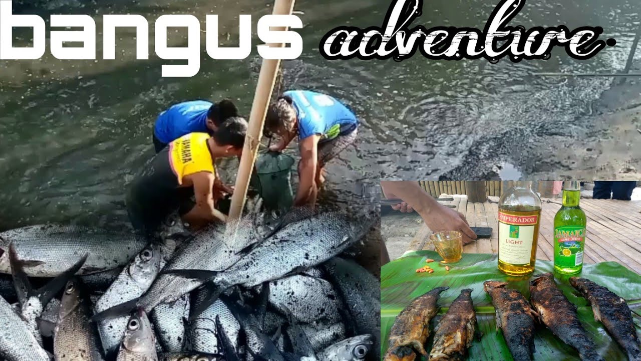 pag_haharvest nang bangus or MILk fish {catch&cook} - YouTube
