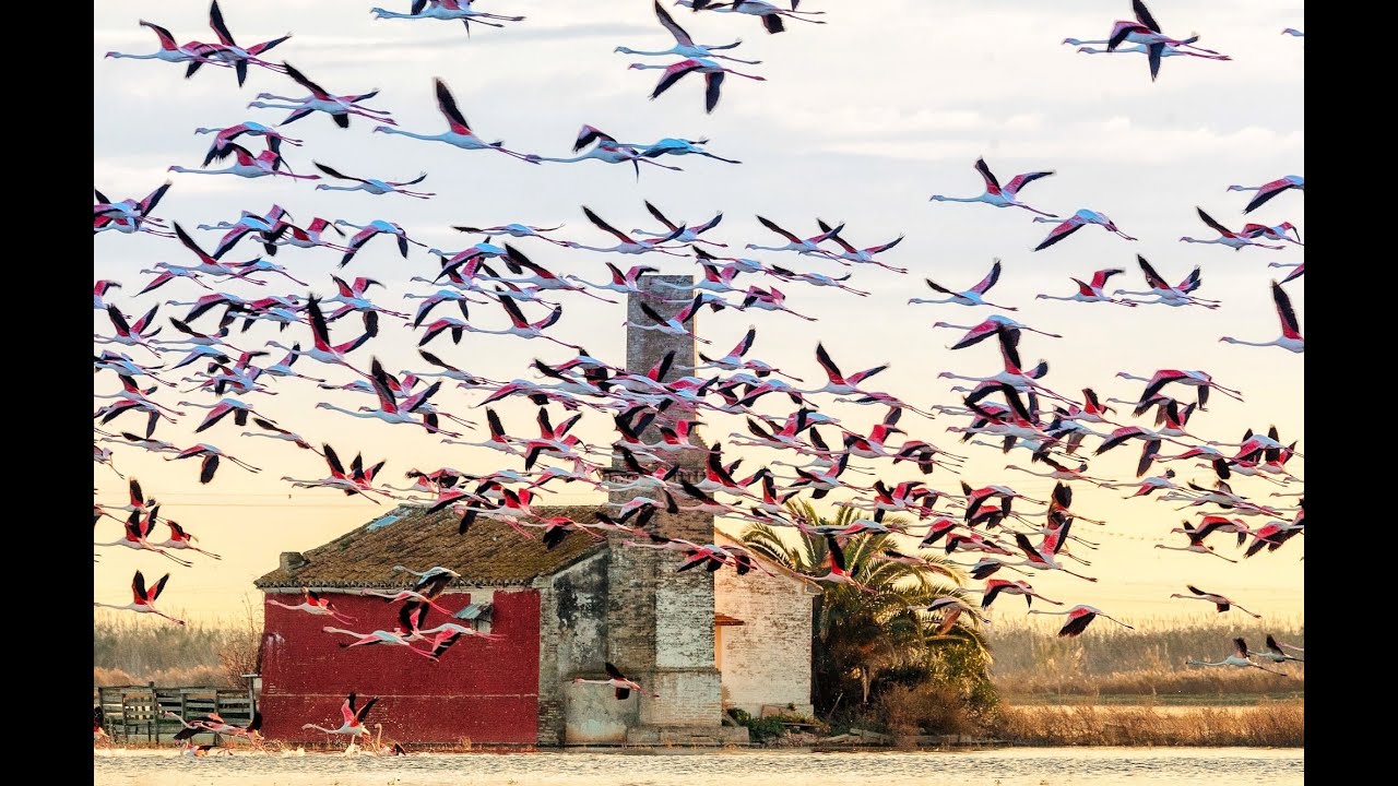 For the First Time in History! Valencia's Albufera, home to more than ...