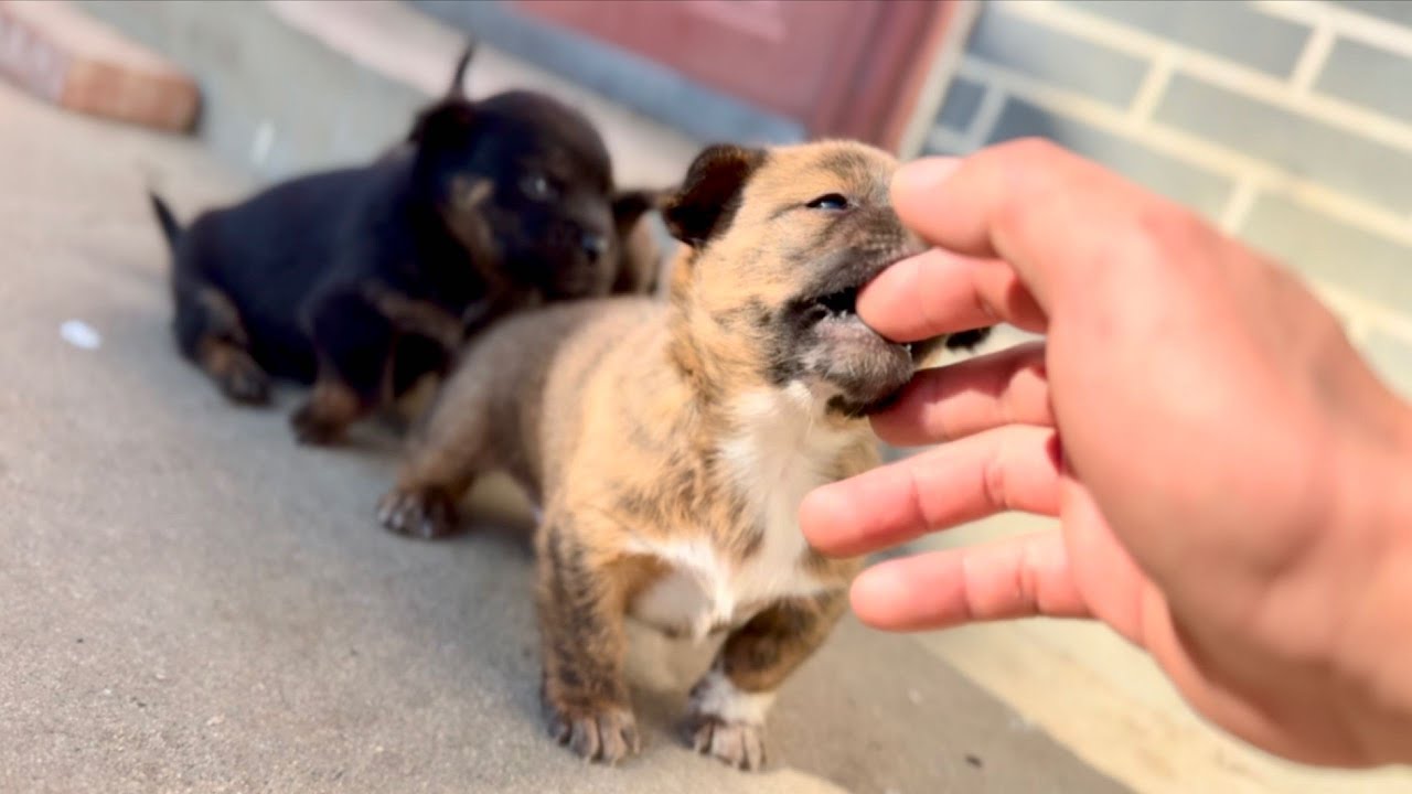 People took puppies 🐶 from the forest and cared for them. They changed ...