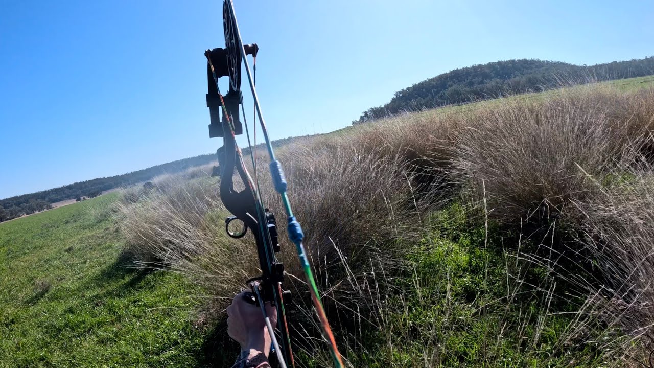 Good weekend bowhunting pigs. ( bowhunting Australia ) - YouTube