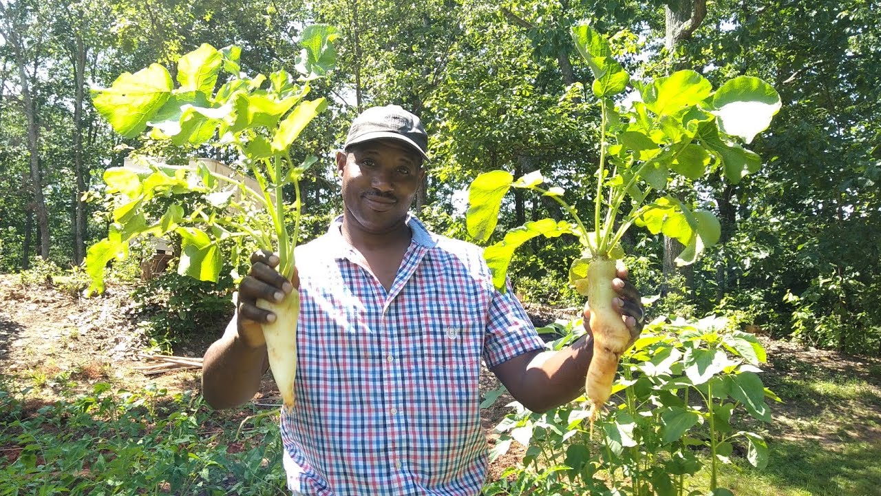 #BUHAYAMERIKA:FIRST HARVEST LABANOS - YouTube