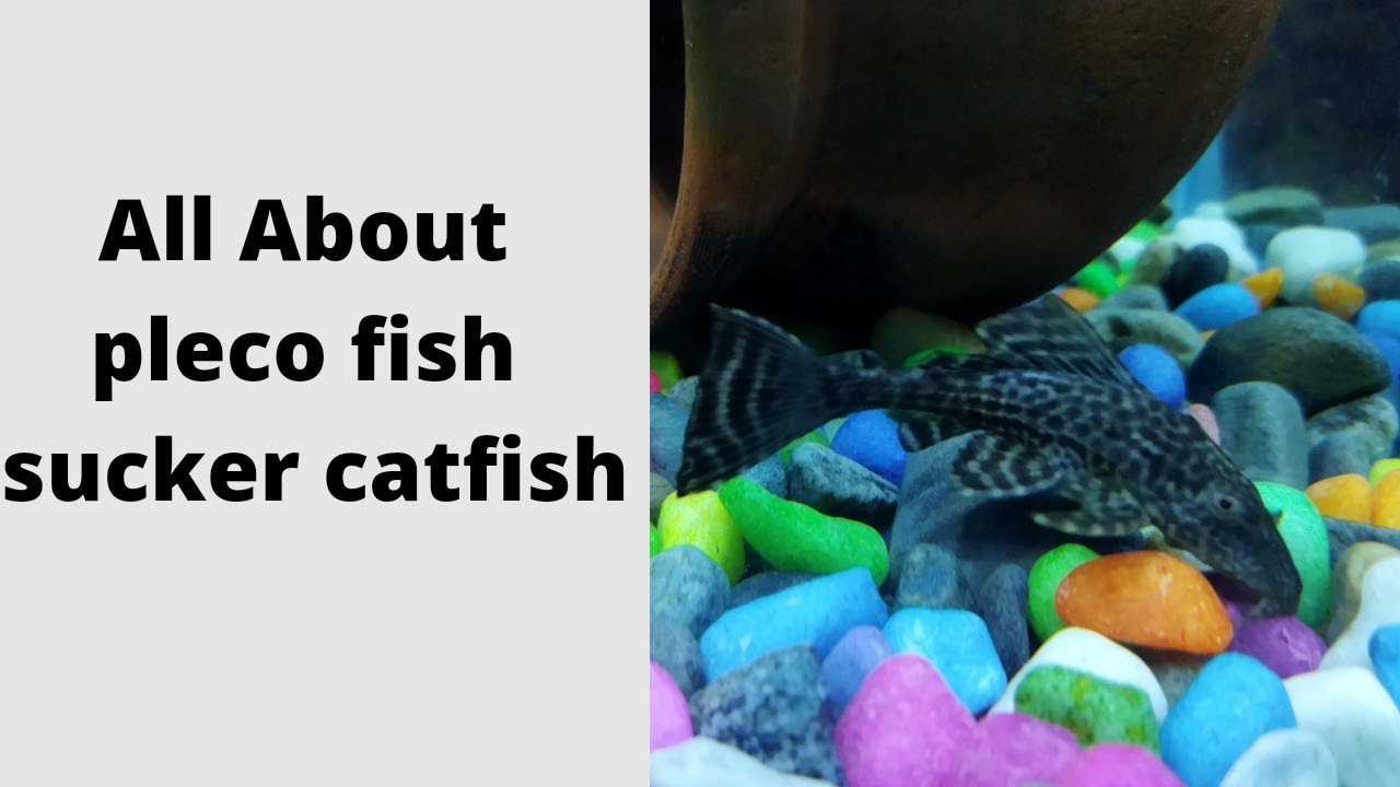 All about pleco fish - YouTube