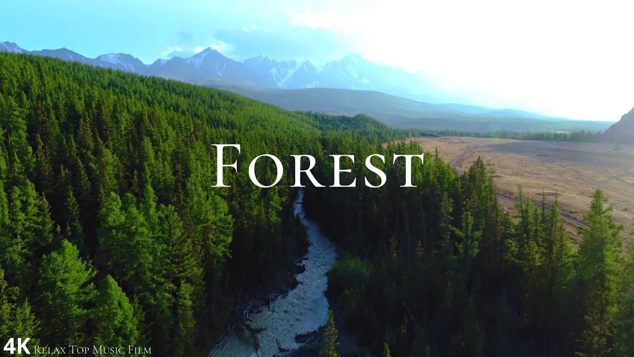 Forest 4k (UHD) Relaxation Film With Calming Music - YouTube