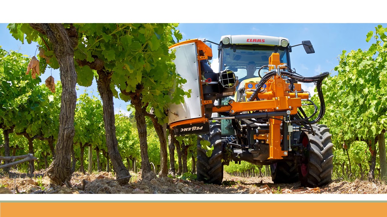 Vine Leaf Removal and impacts on wine - YouTube