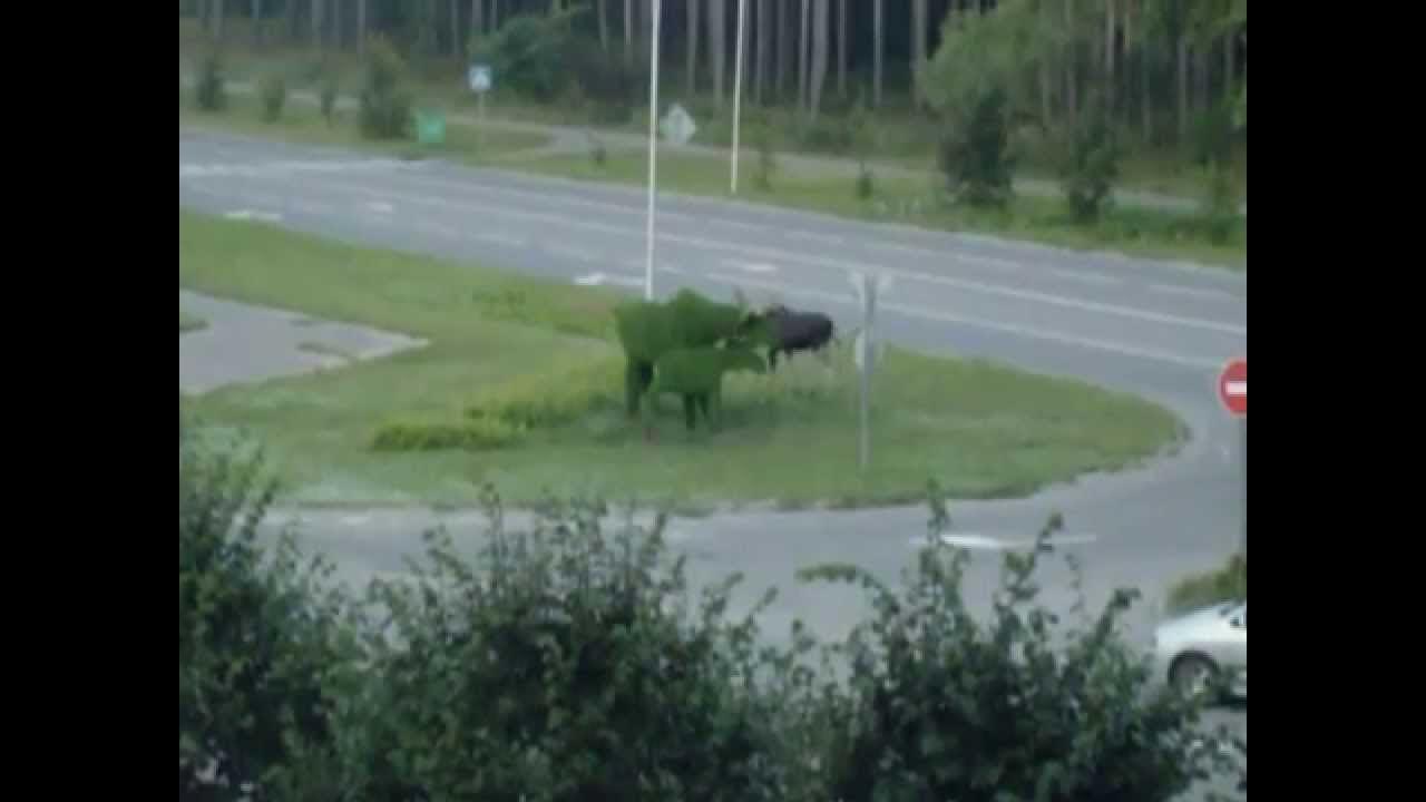 Нападение лося на скульптуру лосей - YouTube