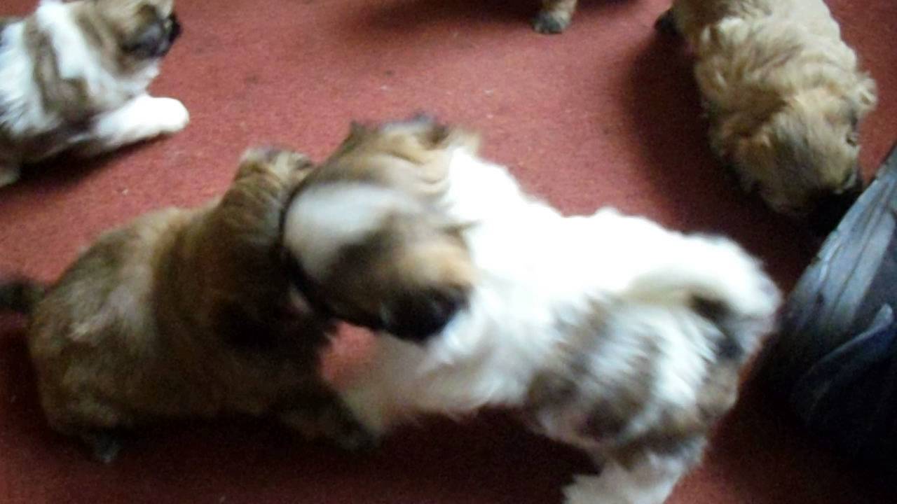 Boomer pups - YouTube