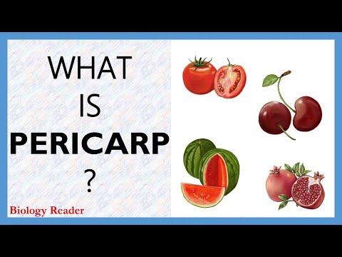 Pericarp - Definition, Exocarp, Mesocarp and Endocarp - YouTube