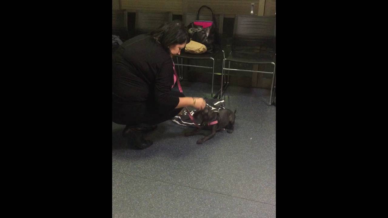 Bella's trick - YouTube