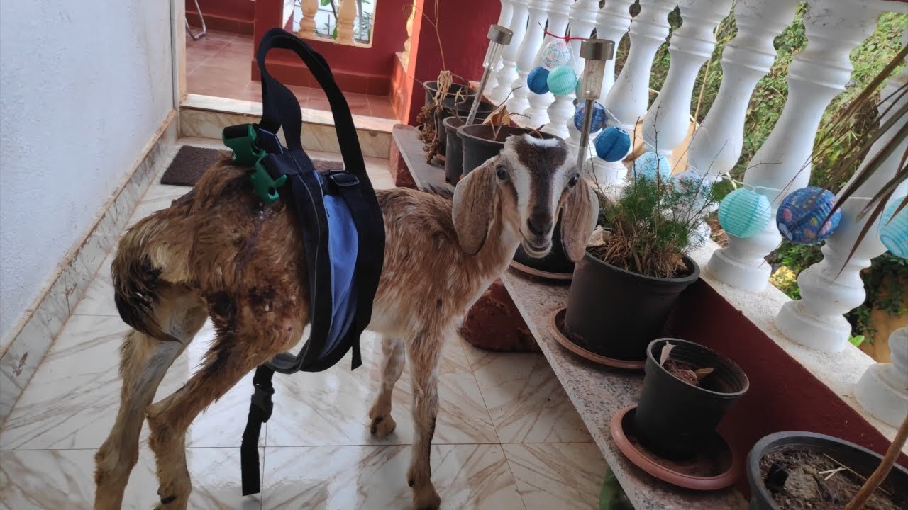 Rescue Of the Goat who was paralyzed by a road accident walked again ...