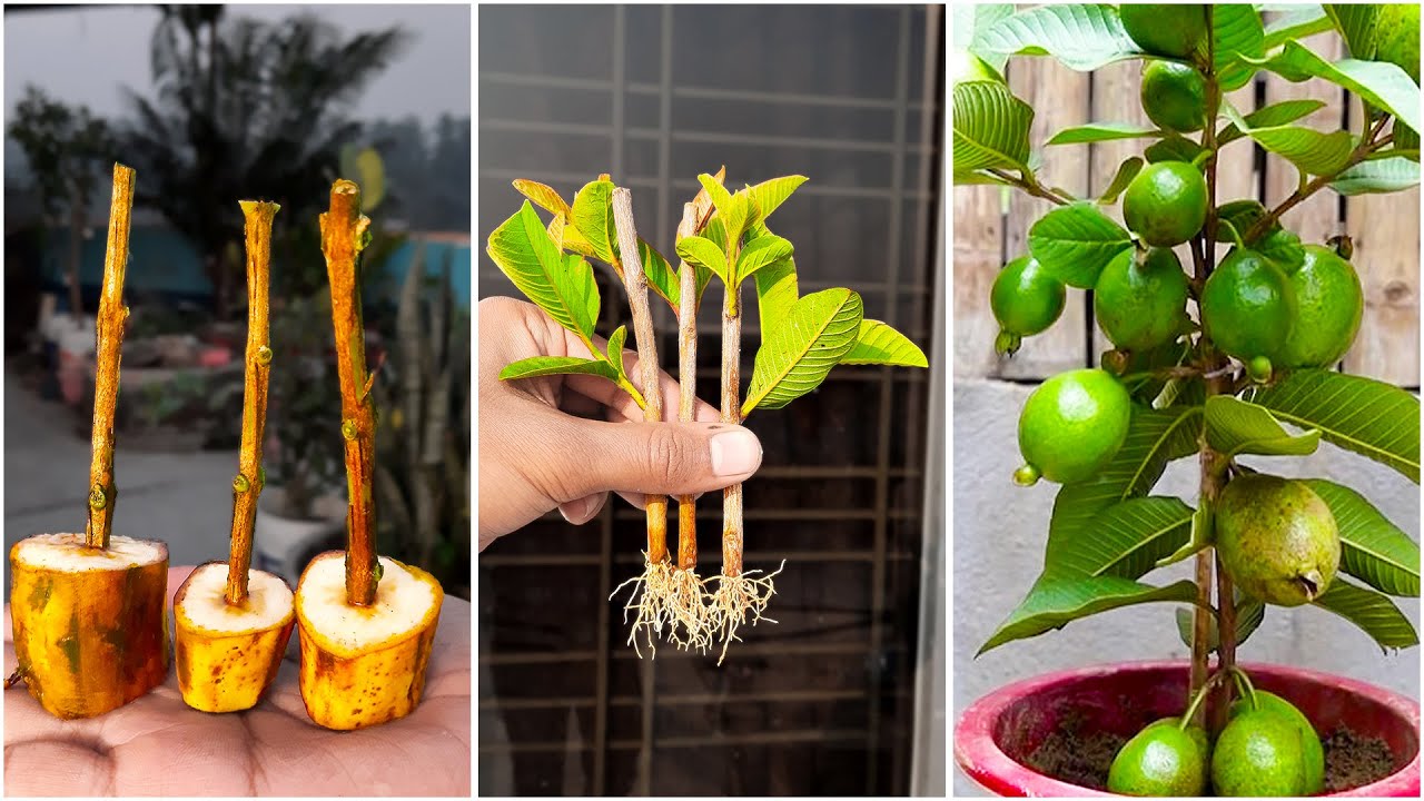 Simple way to grow guava plant at home from cutting || Best & easy ...