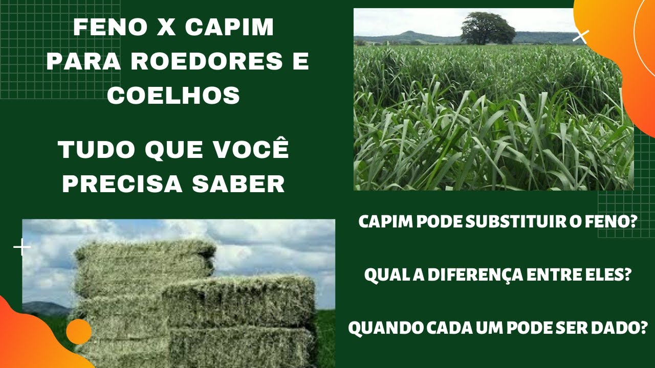 Capim x Feno. Tudo que você precisa saber. - YouTube