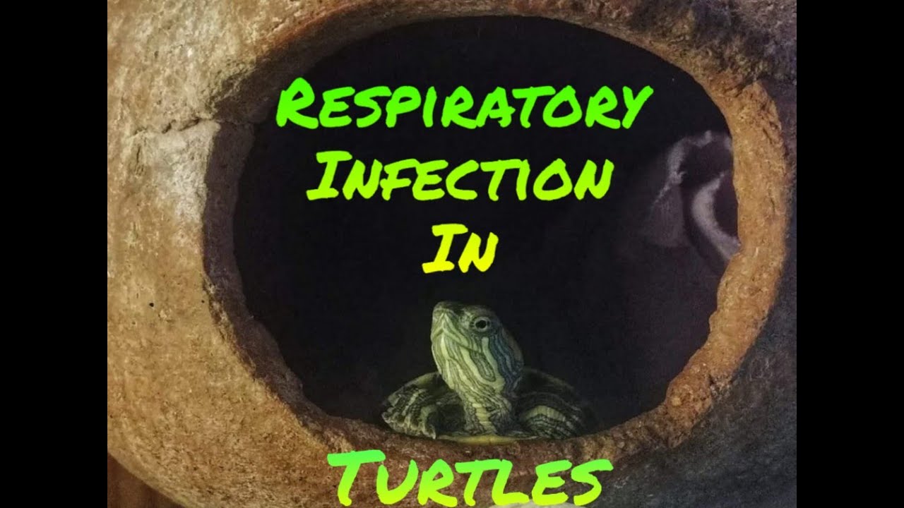 Symptoms Of Respiratory Infection In Turtles YouTube symptoms-of-respiratory-infection-in-turtles-youtube